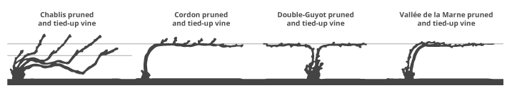 A Post on Pruning – Champagne 101 | Girls Go Grape